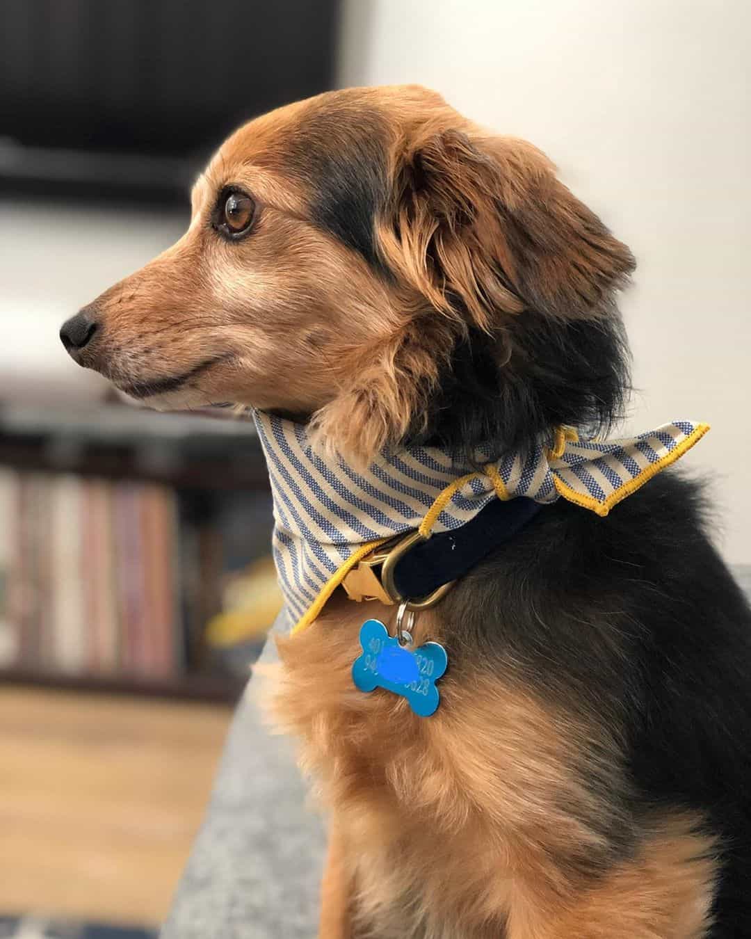 14 Adorable Shetland Sheepdog Mixes: Cuteness Overload!