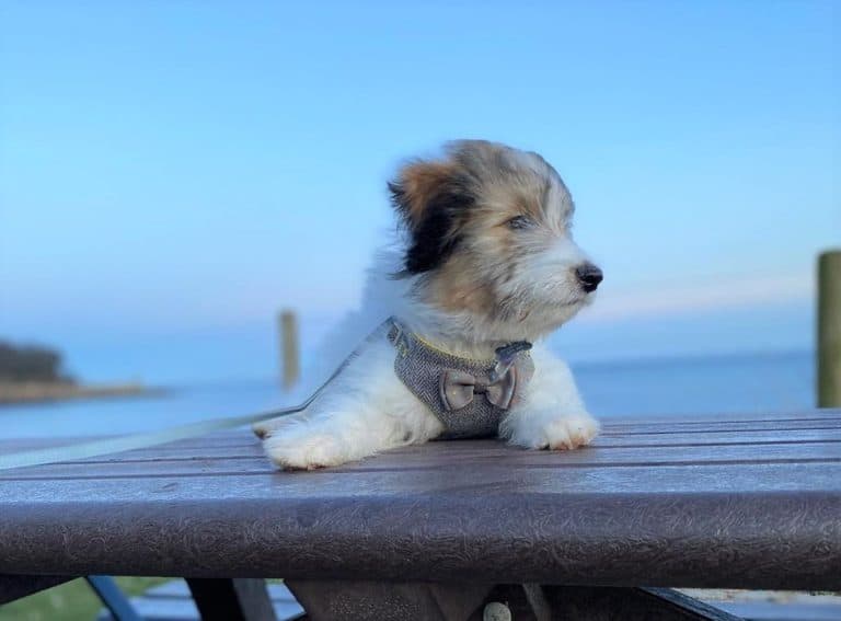 14 Adorable Shetland Sheepdog Mixes: Cuteness Overload!