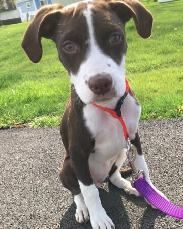 19 English Springer Spaniel Mixes Who Will Steal Your Heart!