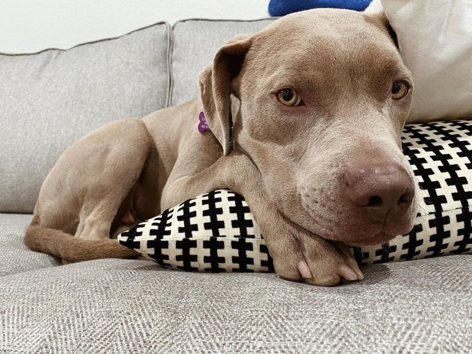 Pit Bull & Weimaraner Mix: The Pittmaraner And Weimar Bully