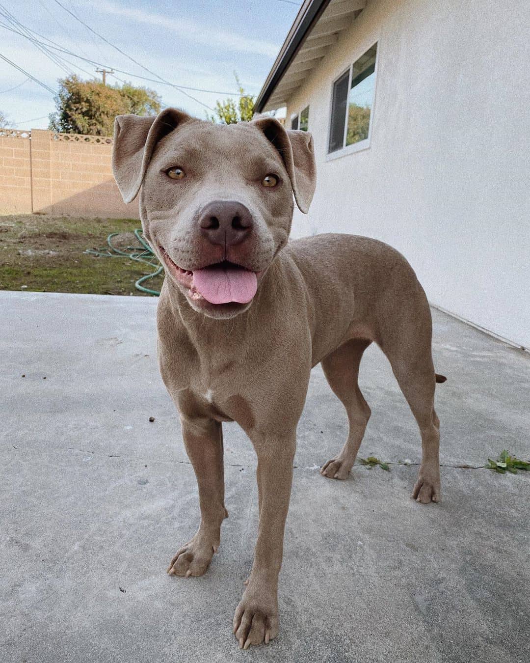 Pit Bull & Weimaraner Mix: The Pittmaraner And Weimar Bully