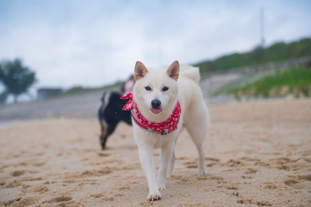 Cream Shiba Inu: A Complete Guide To The Protectors of Japan!