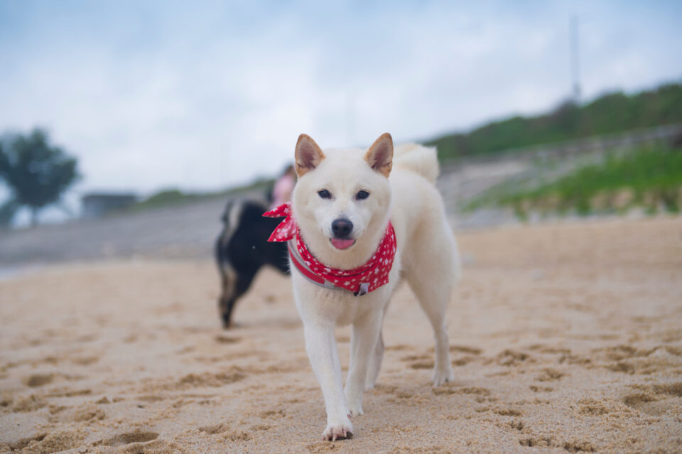 Cream Shiba Inu: A Complete Guide To The Protectors of Japan!
