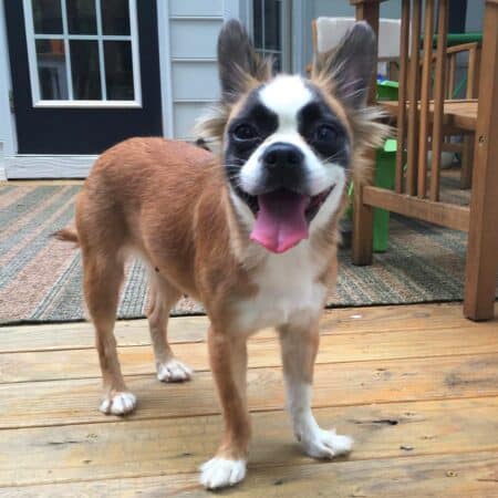 36 Boston Terrier Mixes: Your Loving And Lifelong Companions