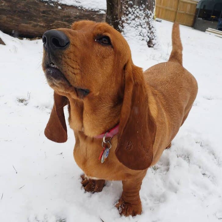 All the Colors and Markings of Basset Hound (with Pictures)