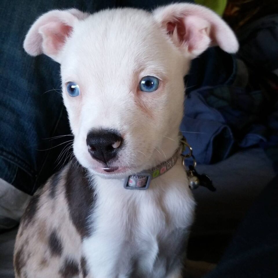 36 Boston Terrier Mixes: Your Loving And Lifelong Companions