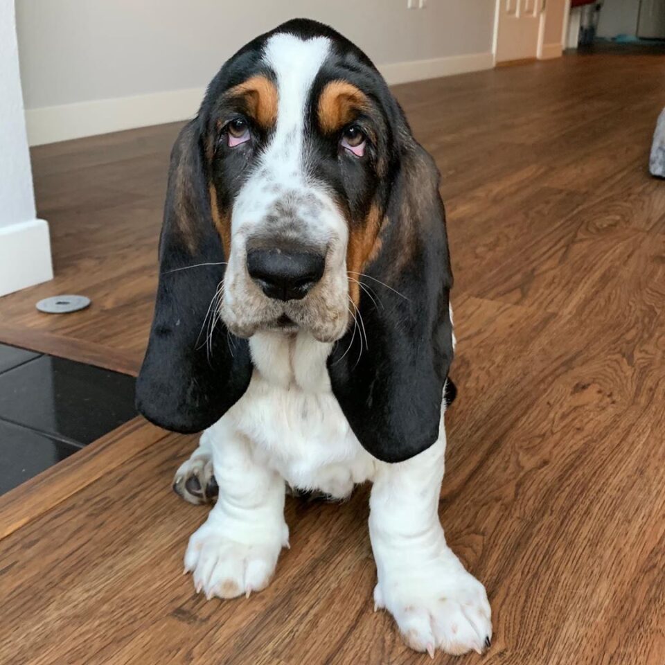 All the Colors and Markings of Basset Hound (with Pictures)