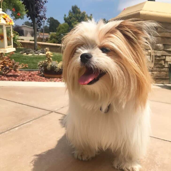 31 Pomeranian Mixes – Irresistibly Cute Bundles Of Joy!