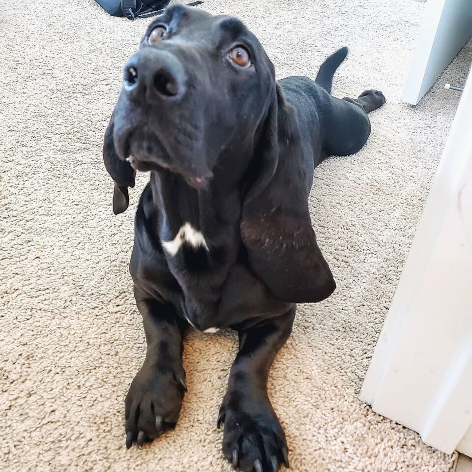 All the Colors and Markings of Basset Hound (with Pictures)