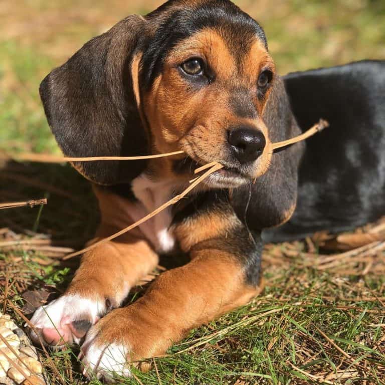 All the Colors and Markings of Basset Hound (with Pictures)