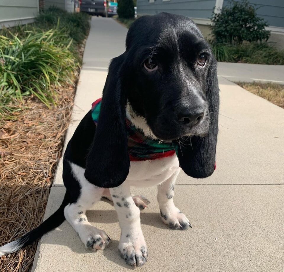 All the Colors and Markings of Basset Hound (with Pictures)