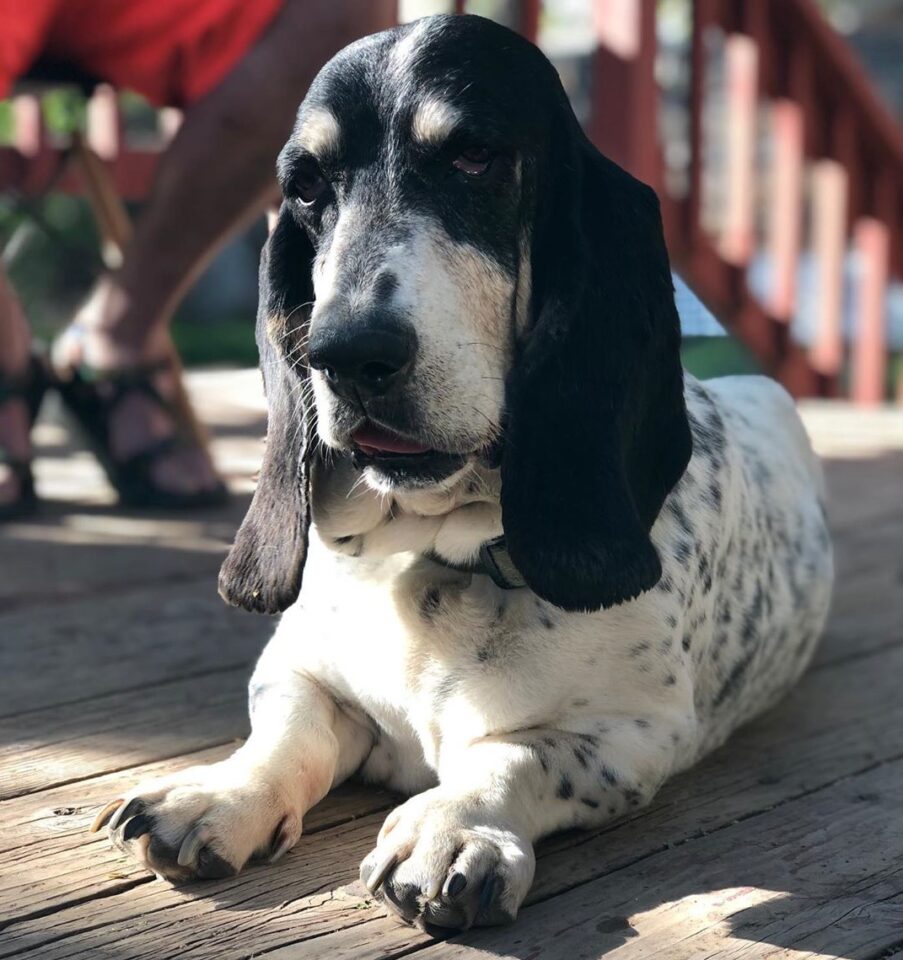 All the Colors and Markings of Basset Hound (with Pictures)