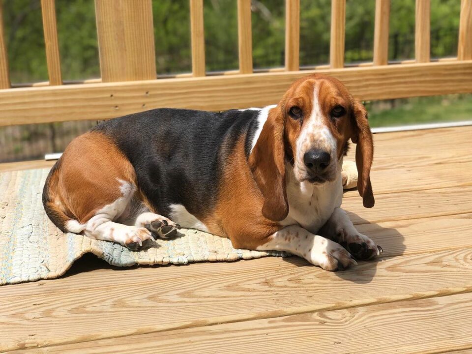 All the Colors and Markings of Basset Hound (with Pictures)