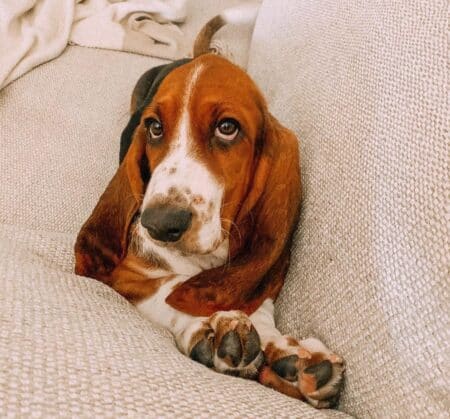 All the Colors and Markings of Basset Hound (with Pictures)