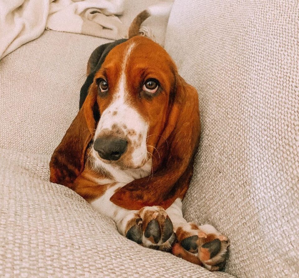 All the Colors and Markings of Basset Hound (with Pictures)