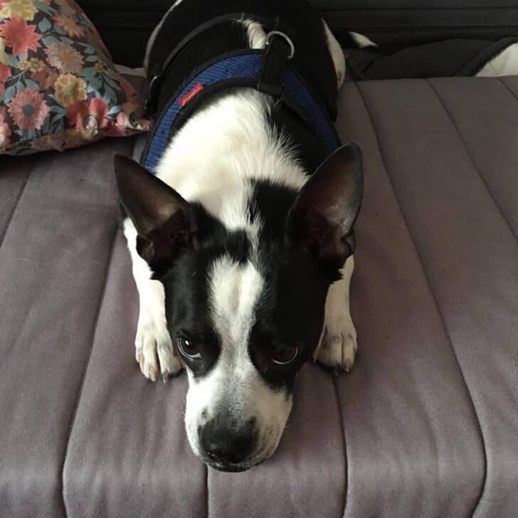 36 Boston Terrier Mixes: Your Loving And Lifelong Companions