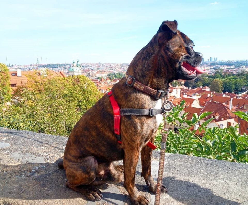 36 Boston Terrier Mixes: Your Loving And Lifelong Companions