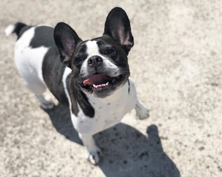 36 Boston Terrier Mixes: Your Loving And Lifelong Companions