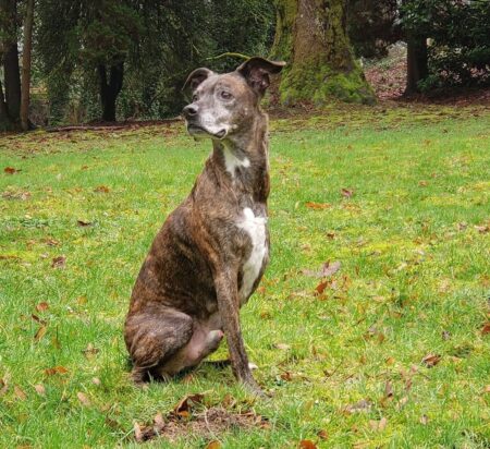 36 Boston Terrier Mixes: Your Loving And Lifelong Companions