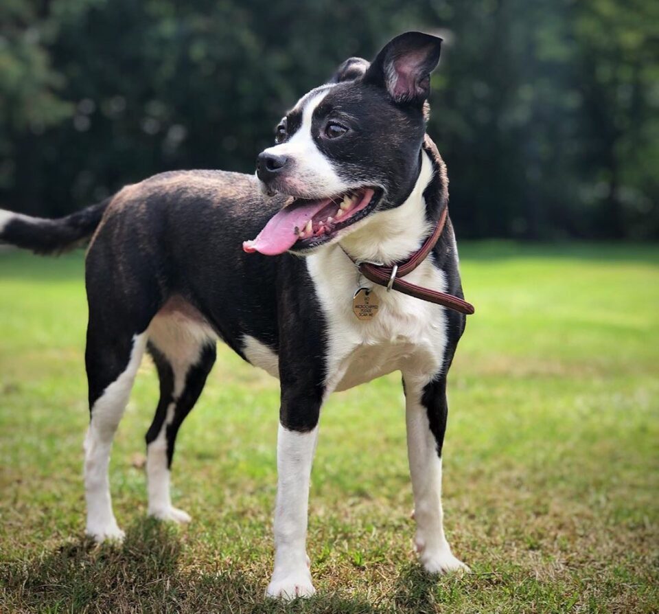 36 Boston Terrier Mixes: Your Loving And Lifelong Companions