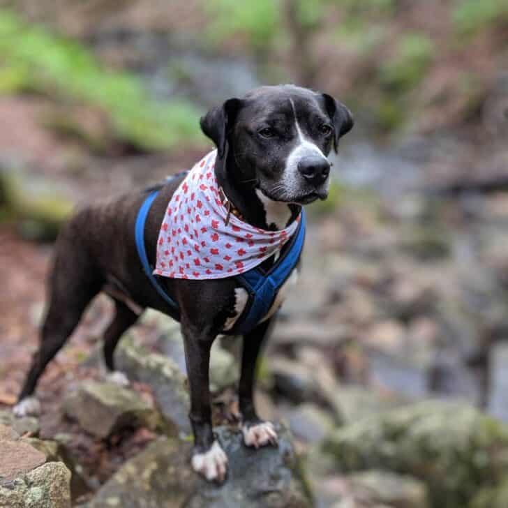 36 Boston Terrier Mixes: Your Loving And Lifelong Companions