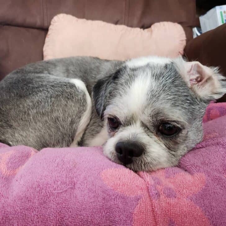 36 Boston Terrier Mixes: Your Loving And Lifelong Companions