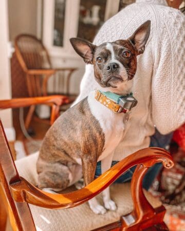 36 Boston Terrier Mixes: Your Loving And Lifelong Companions