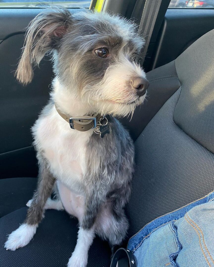 36 Boston Terrier Mixes: Your Loving And Lifelong Companions