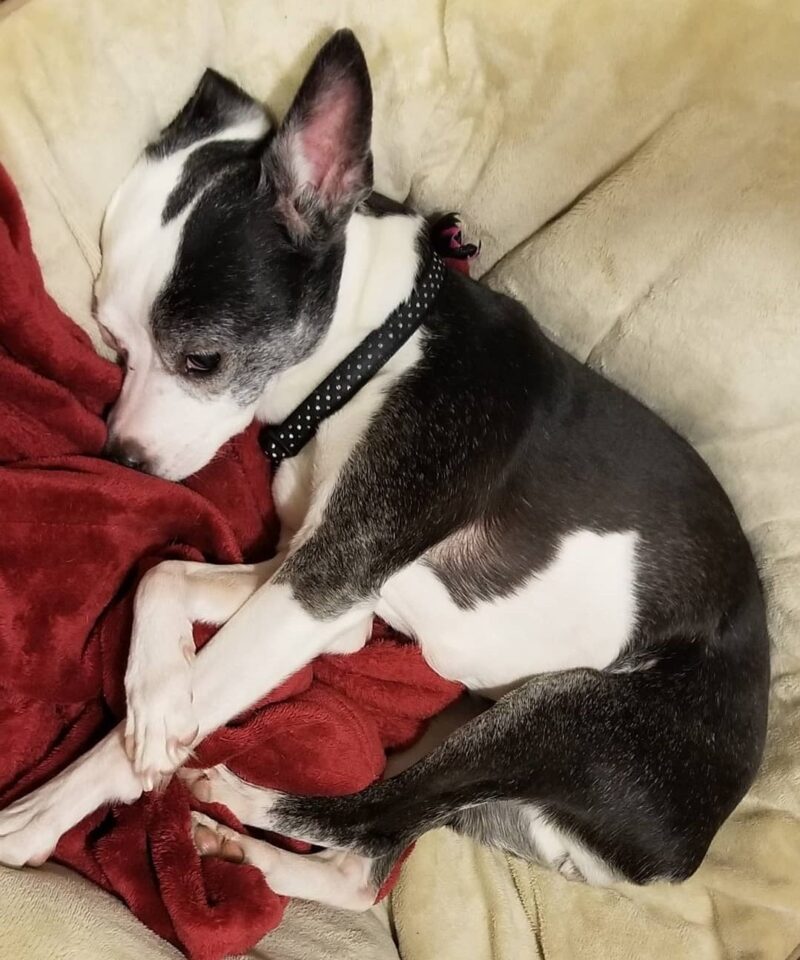 36 Boston Terrier Mixes: Your Loving And Lifelong Companions