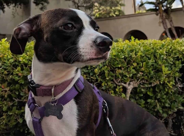 36 Boston Terrier Mixes: Your Loving And Lifelong Companions