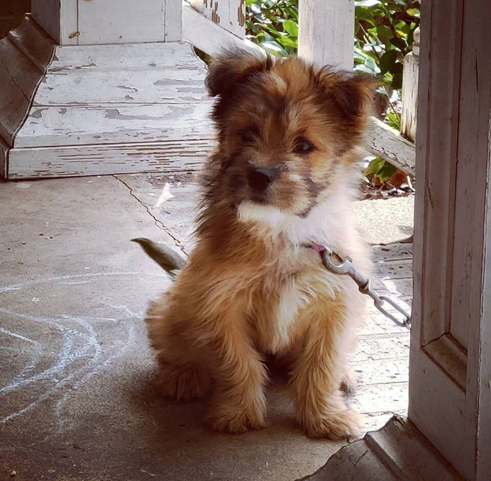 36 Boston Terrier Mixes: Your Loving And Lifelong Companions