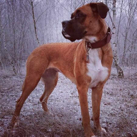 15 Cane Corso Mixes: Your Powerful And Muscular Mate