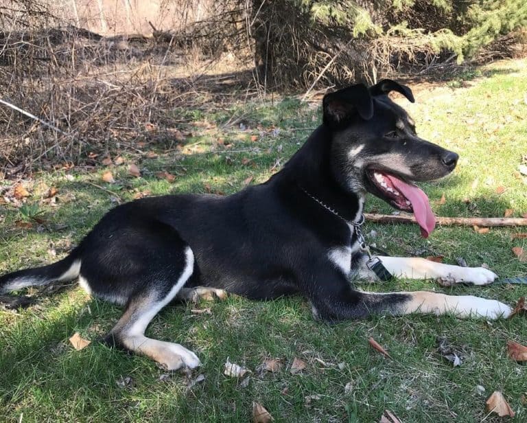 15 Cane Corso Mixes: Your Powerful And Muscular Mate