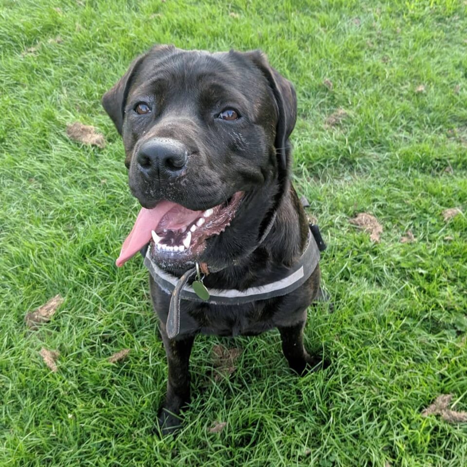 15 Cane Corso Mixes: Your Powerful And Muscular Mate