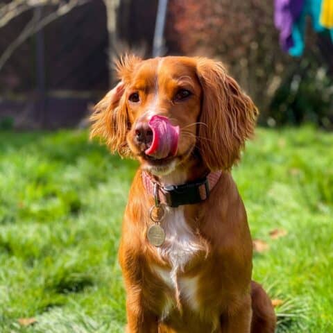 19 English Springer Spaniel Mixes Who Will Steal Your Heart!