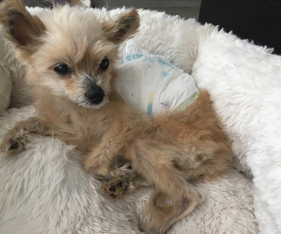 31 Pomeranian Mixes – Irresistibly Cute Bundles Of Joy!