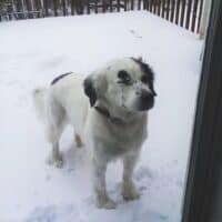 19 English Springer Spaniel Mixes Who Will Steal Your Heart!