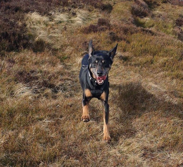 19 English Springer Spaniel Mixes Who Will Steal Your Heart!