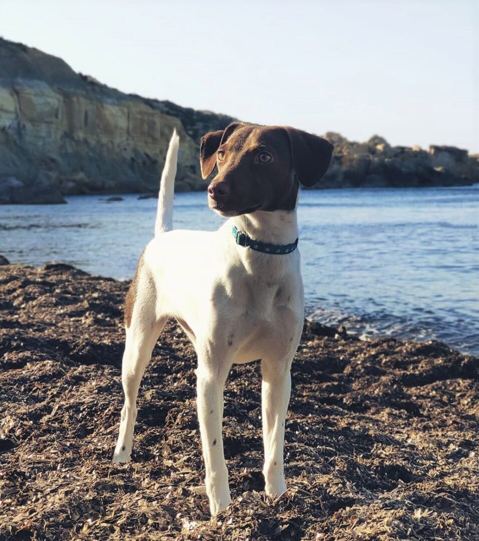 19 English Springer Spaniel Mixes Who Will Steal Your Heart!