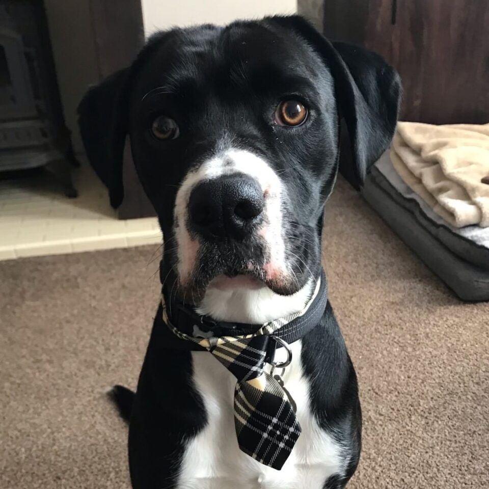 19 English Springer Spaniel Mixes Who Will Steal Your Heart!