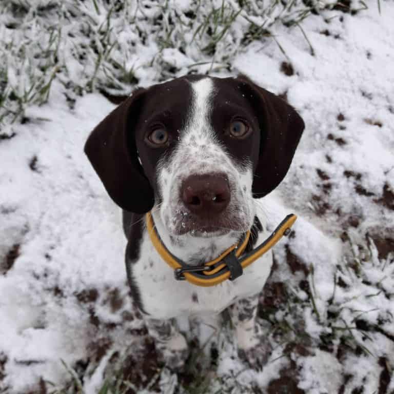 19 English Springer Spaniel Mixes Who Will Steal Your Heart!