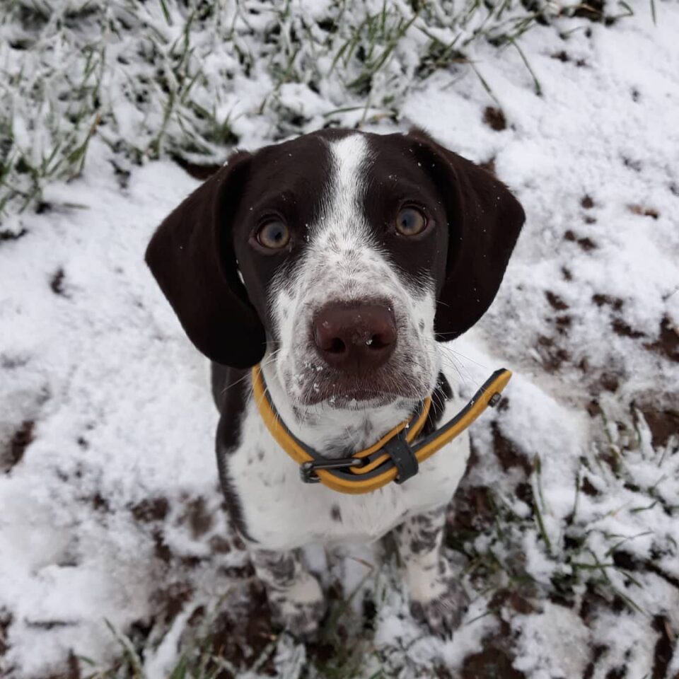 19 English Springer Spaniel Mixes Who Will Steal Your Heart!