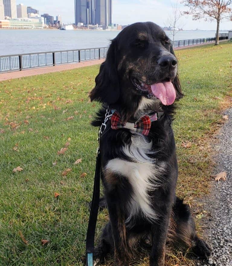19 English Springer Spaniel Mixes Who Will Steal Your Heart!