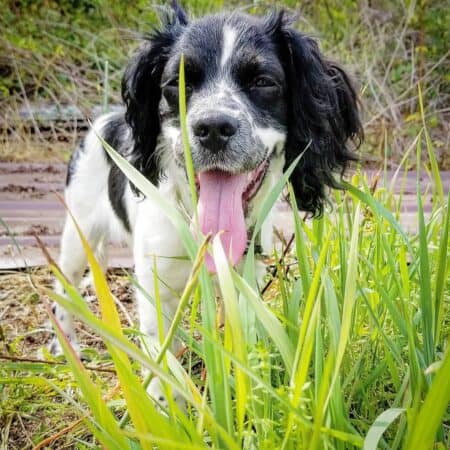 36 Boston Terrier Mixes: Your Loving And Lifelong Companions