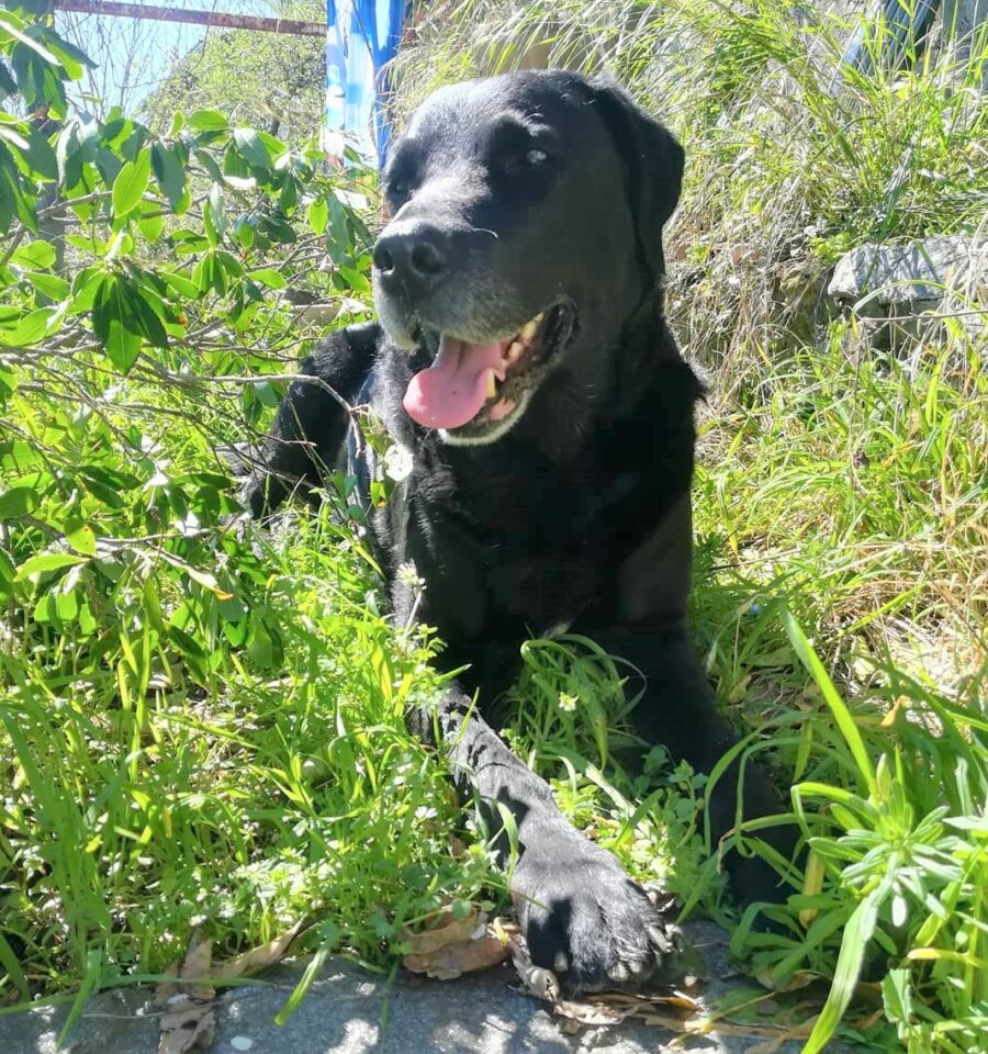 15 Cane Corso Mixes: Your Powerful And Muscular Mate