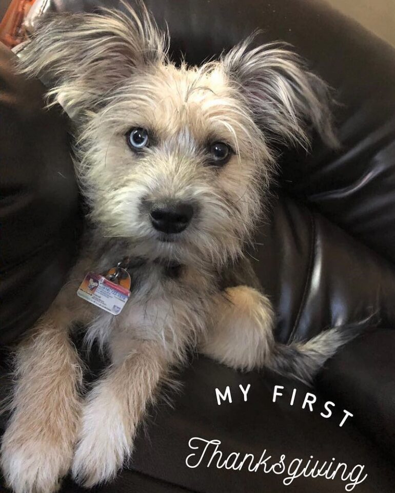 30 Breathtaking Havanese Mixes Just For You! | Bubbly Pet