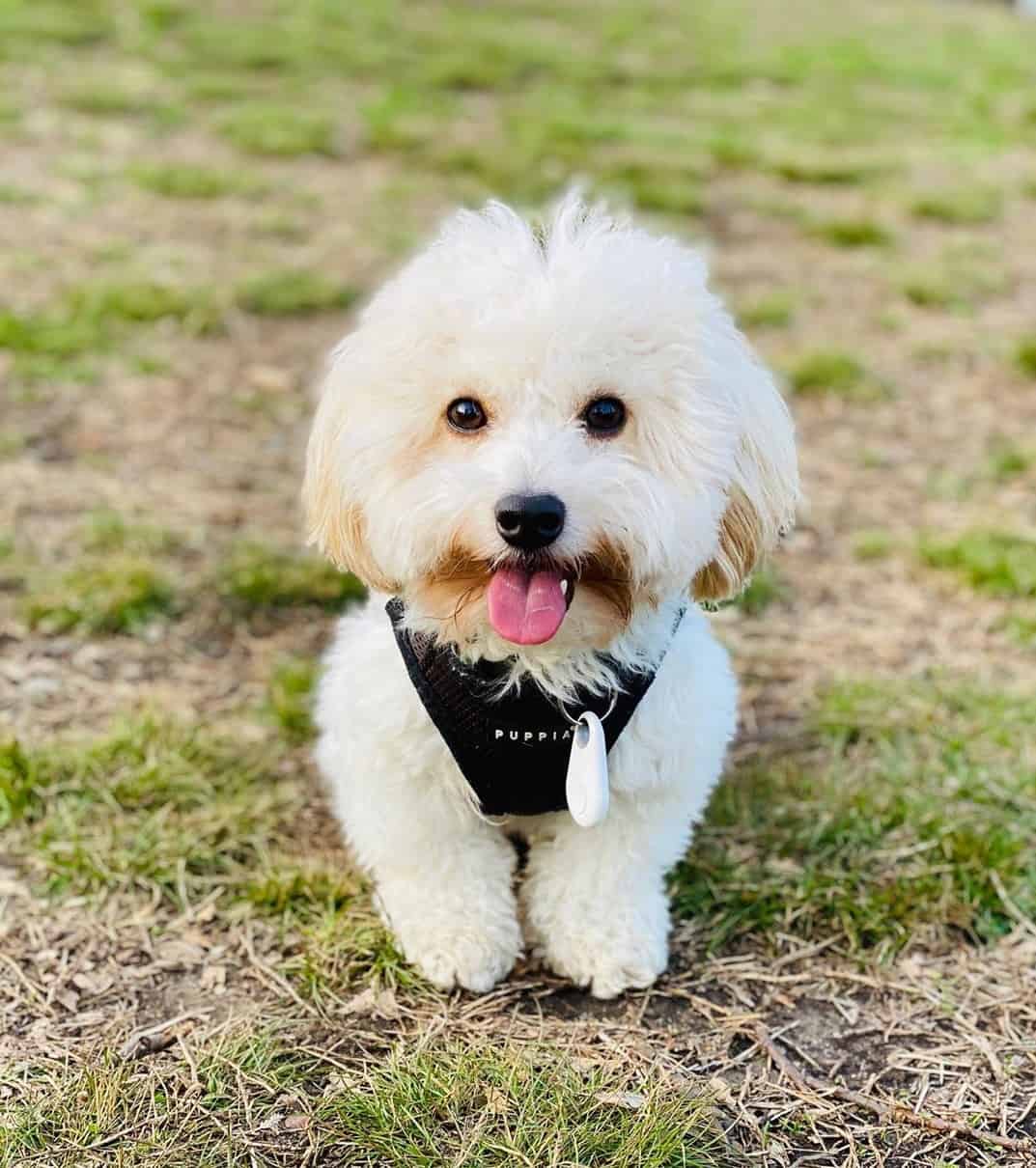 30 Breathtaking Havanese Mixes Just For You! | Bubbly Pet