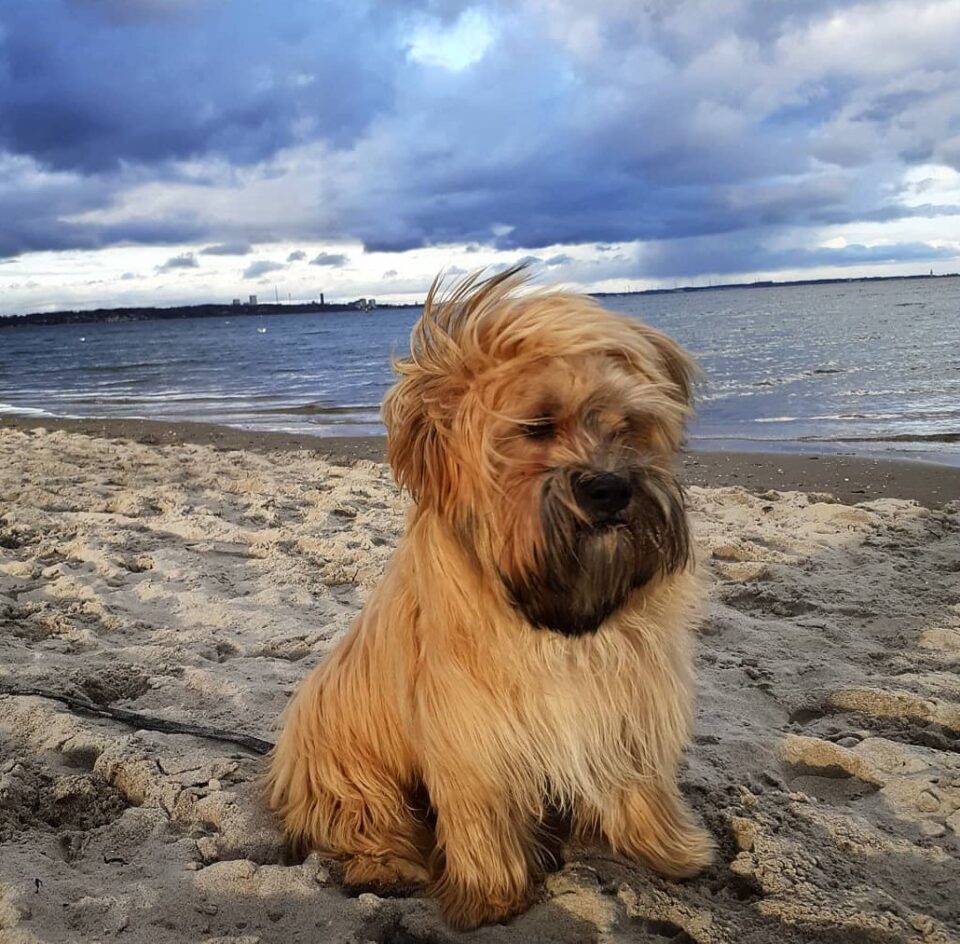 30 Breathtaking Havanese Mixes Just For You! | Bubbly Pet