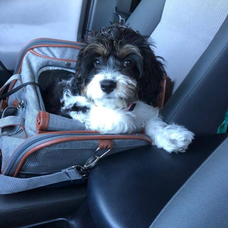 30 Breathtaking Havanese Mixes Just For You! | Bubbly Pet