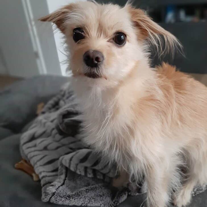 30 Breathtaking Havanese Mixes Just For You! | Bubbly Pet